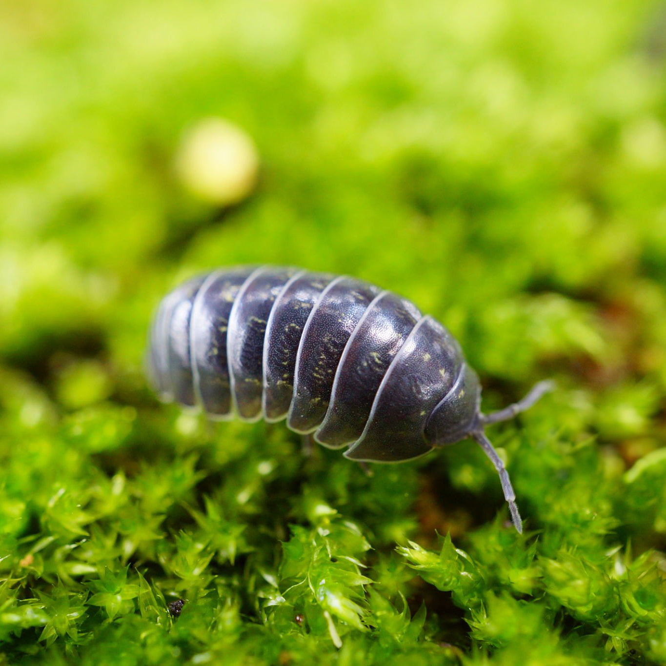 Isopods & Springtails | Koda Moss