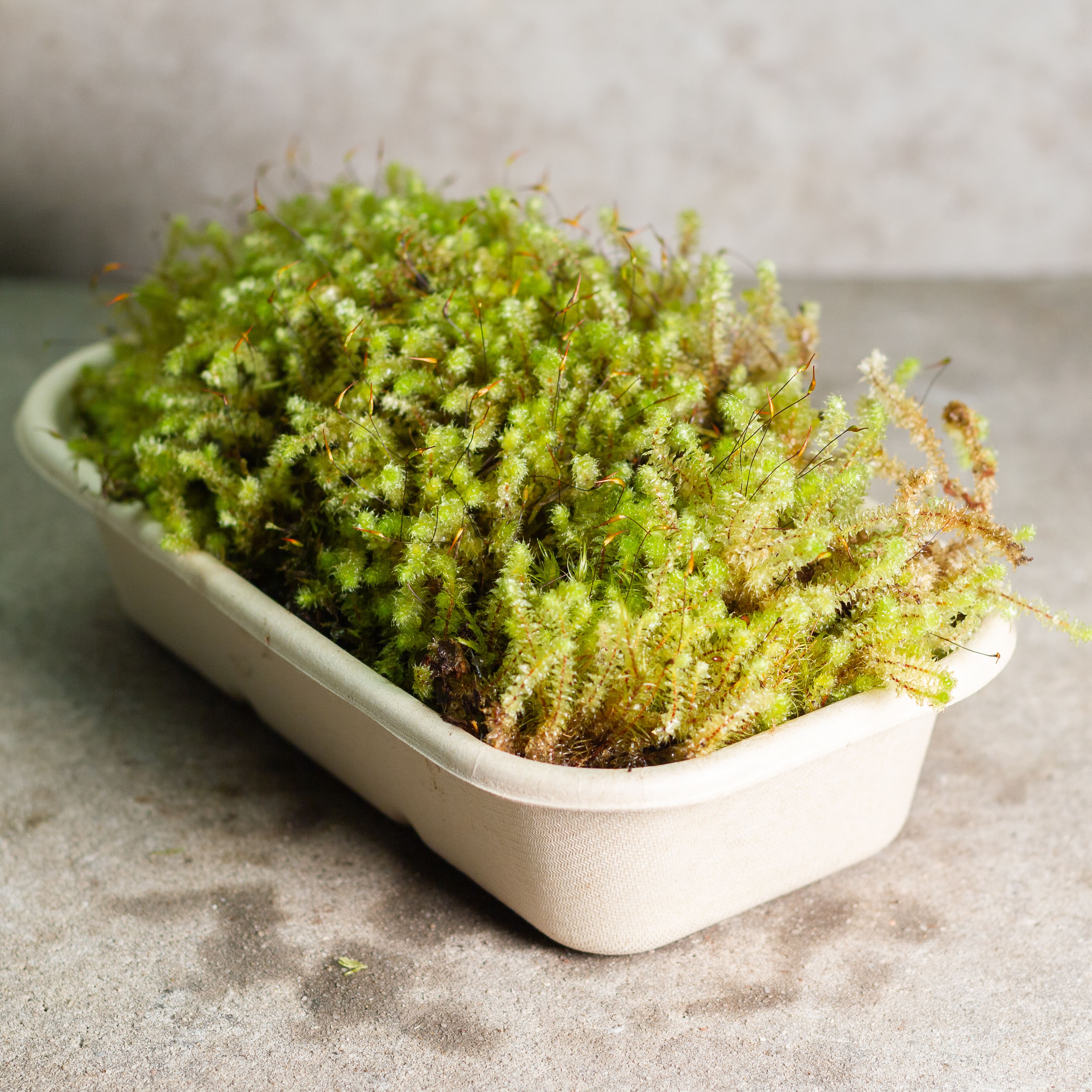 Australias Best Live Moss And Lichens Koda The Moss Experts Australia
