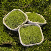 Australia's Best Live Moss & Lichens | Koda, the Moss Experts Australia ...