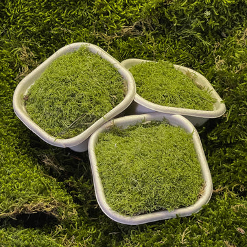 Australia's Best Live Moss & Lichens | Koda, the Moss Experts Australia ...