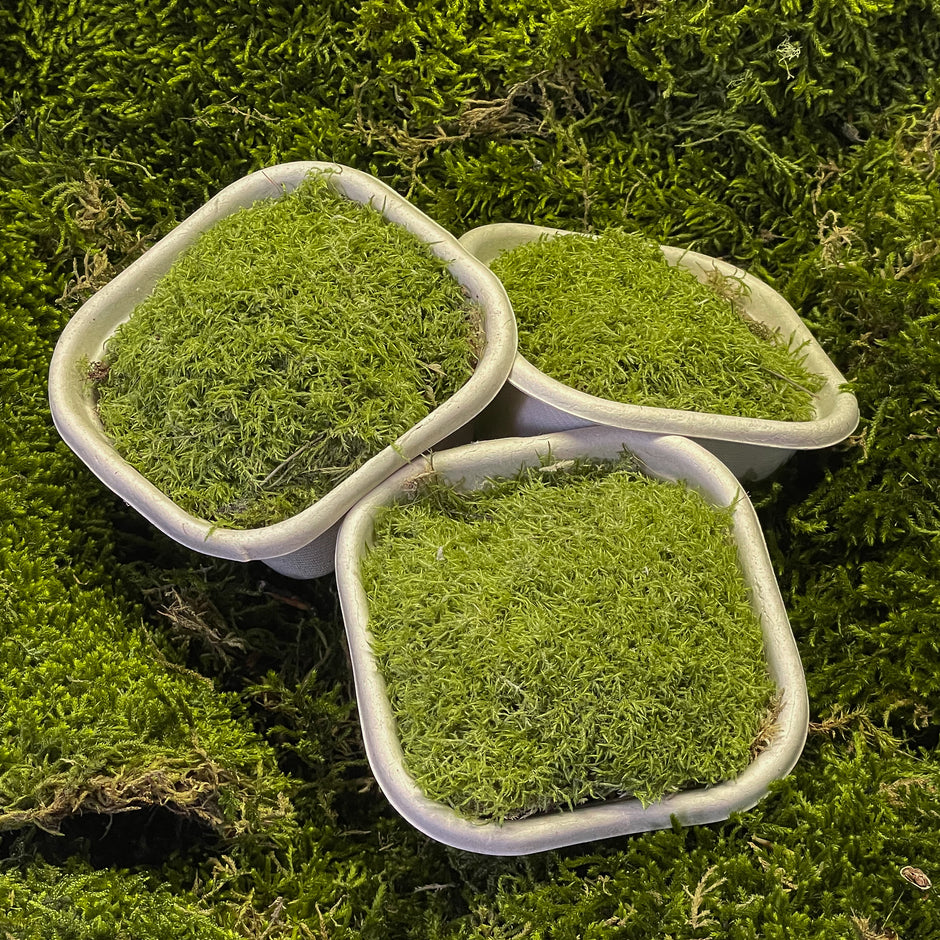 Australia's Best Live Moss & Lichens | Koda, the Moss Experts Australia ...