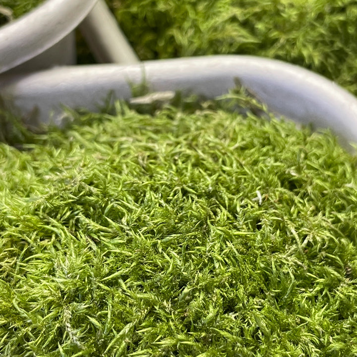 Australia's Best Live Moss & Lichens | Koda, the Moss Experts Australia ...