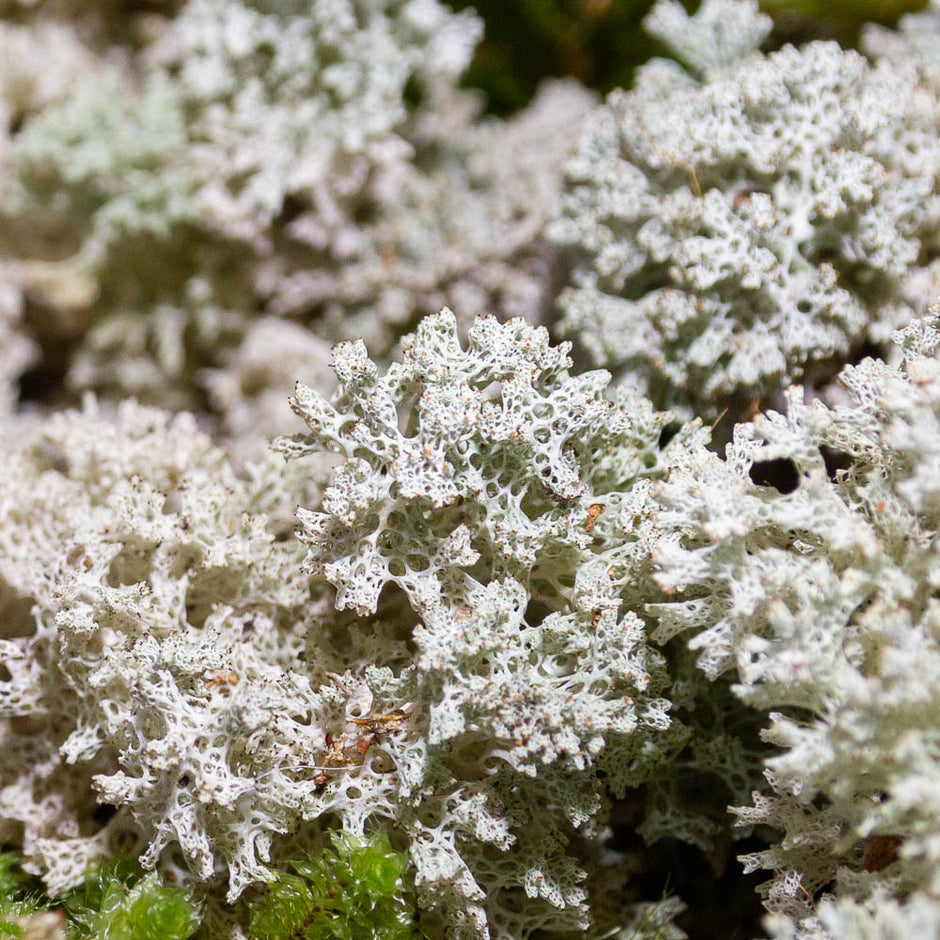 Australia's Best Live Moss & Lichens | Koda, the Moss Experts Australia ...