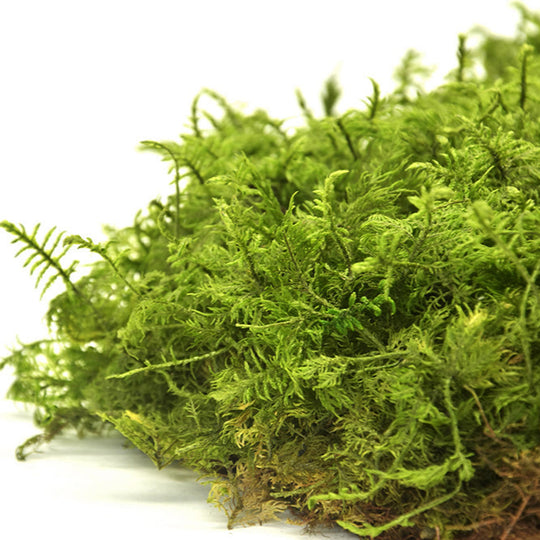 Preserved Fern Moss – Natural Green | 100% Real, Wild Texture Moss ...