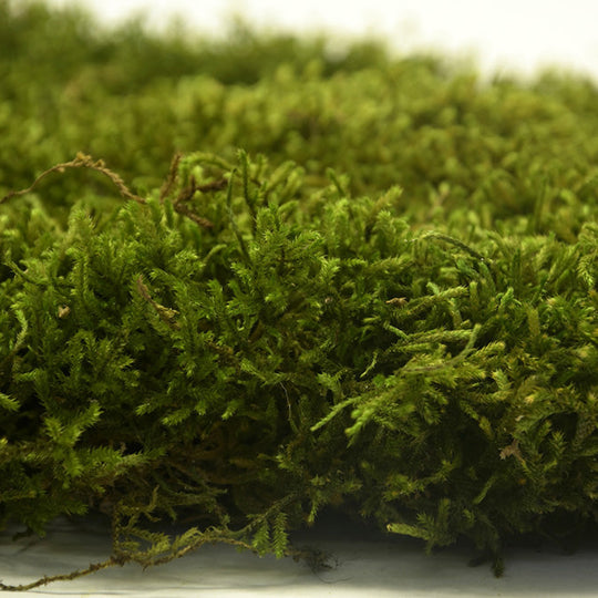 Preserved Long Moss – Natural Green | Real, Trailing Moss for Styling ...
