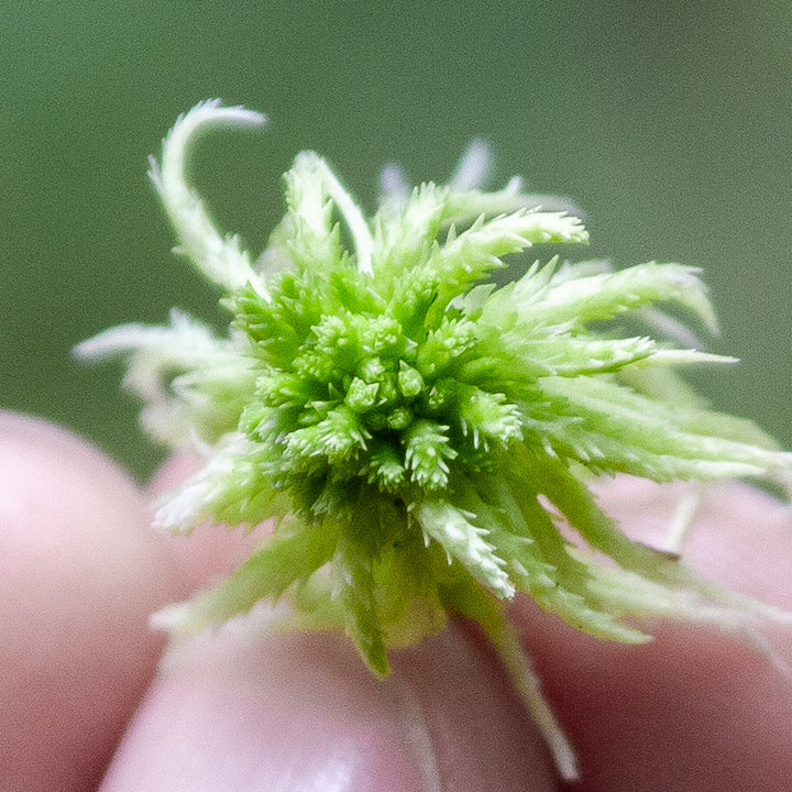 Australias Best Live Moss And Lichens Koda The Moss Experts Australia