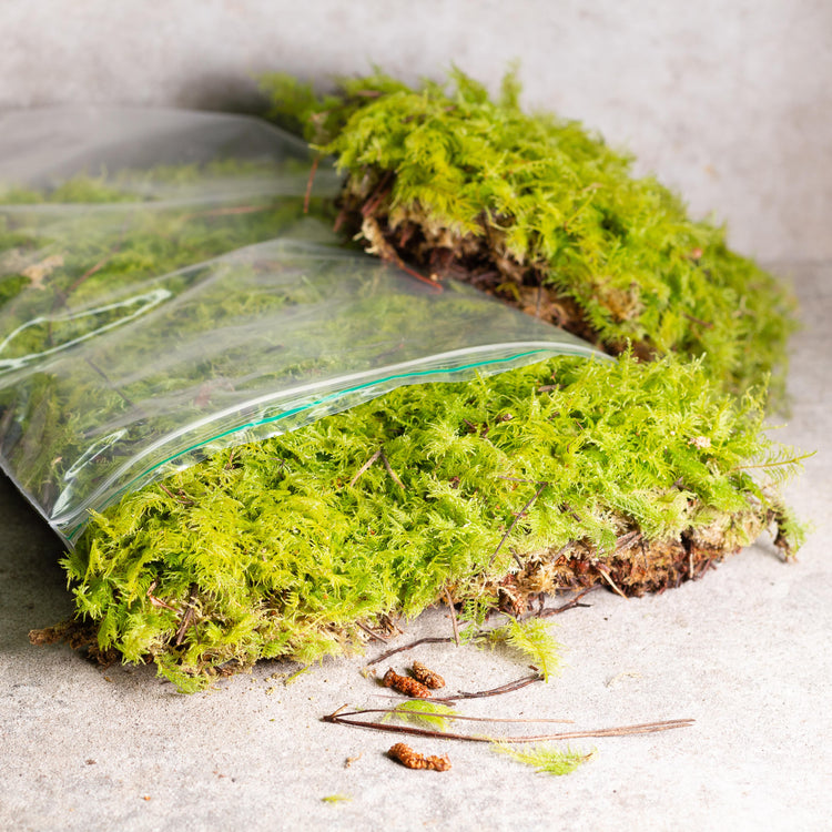 Australia's Best Live Moss & Lichens | Koda, the Moss Experts Australia ...