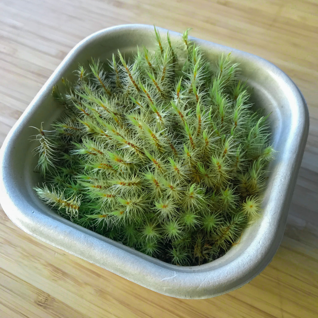 Australia's Best Live Moss & Lichens | Koda, the Moss Experts Australia ...